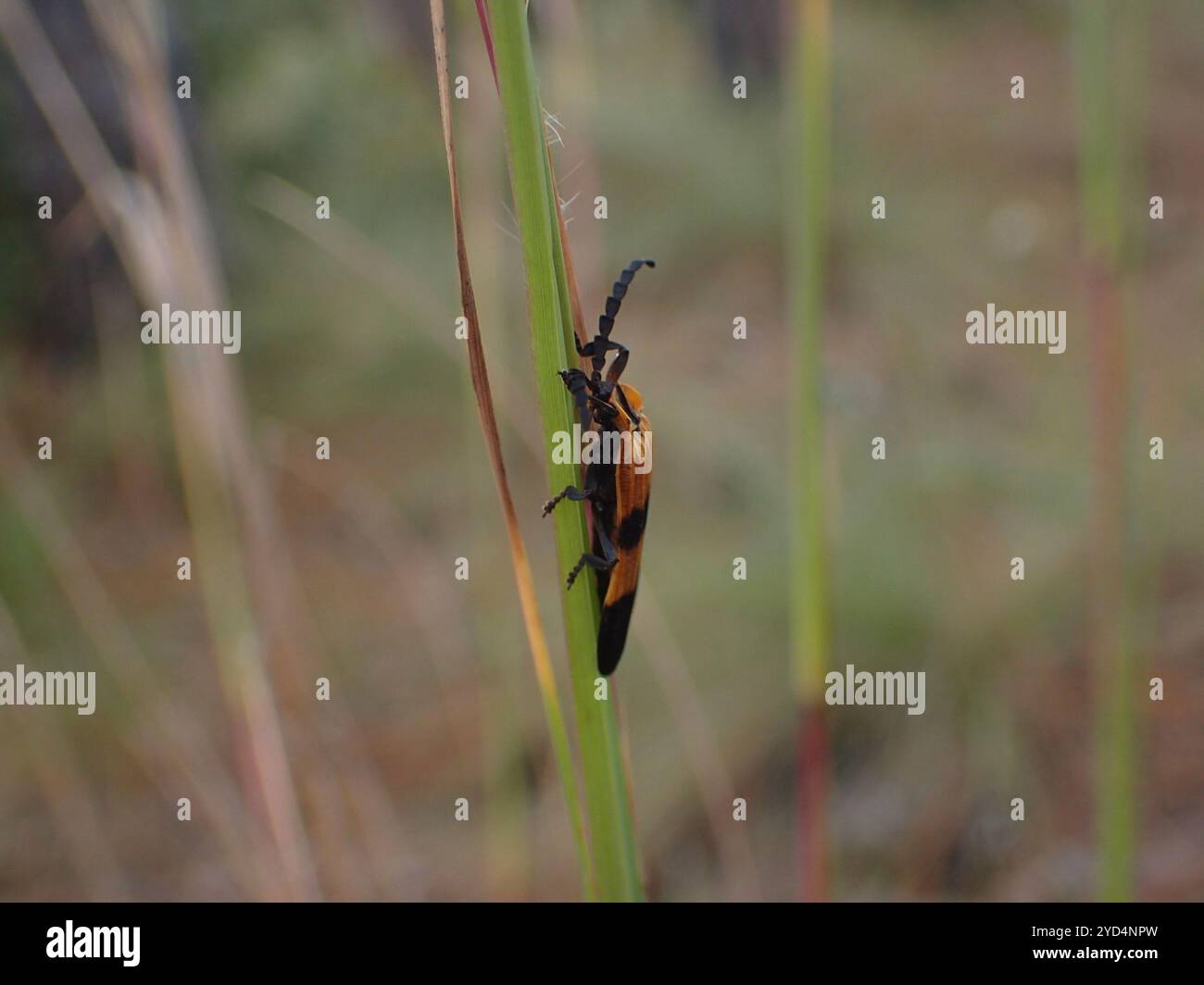Calopteron reticulatum hi-res stock photography and images - Alamy