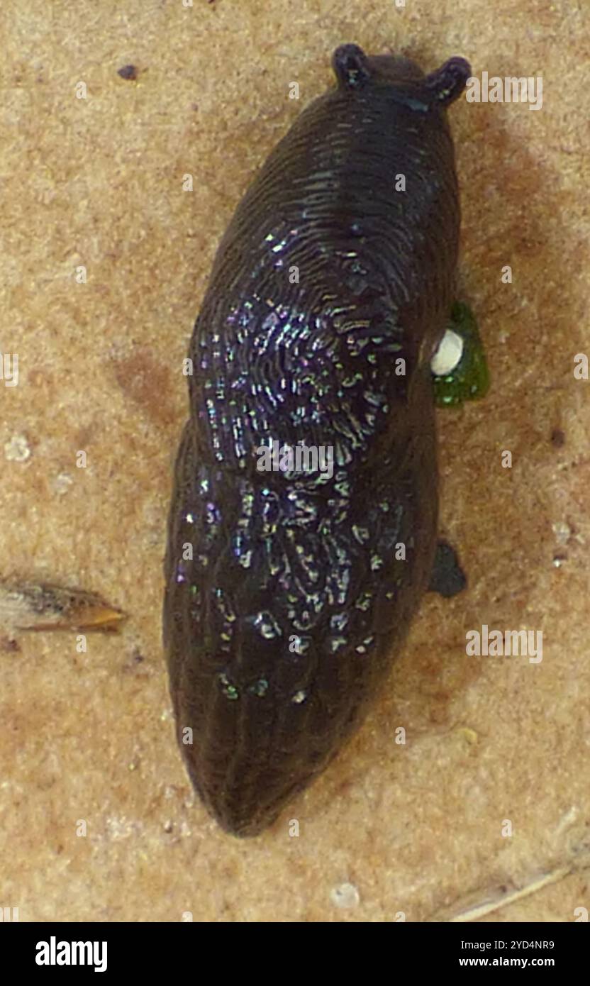 Smooth Land Slugs (Deroceras Stock Photo - Alamy