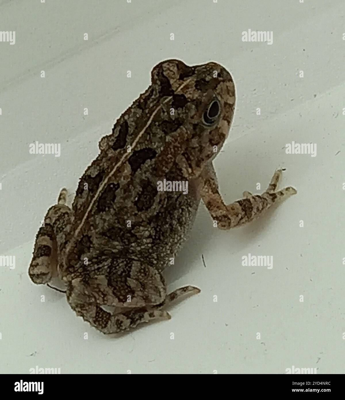 Guttural Toad (Sclerophrys gutturalis Stock Photo - Alamy