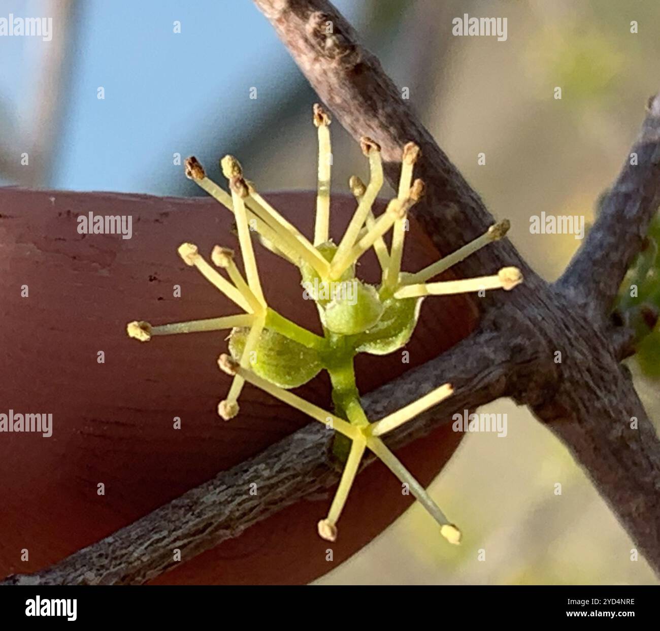 Florida swampprivet (Forestiera segregata Stock Photo - Alamy