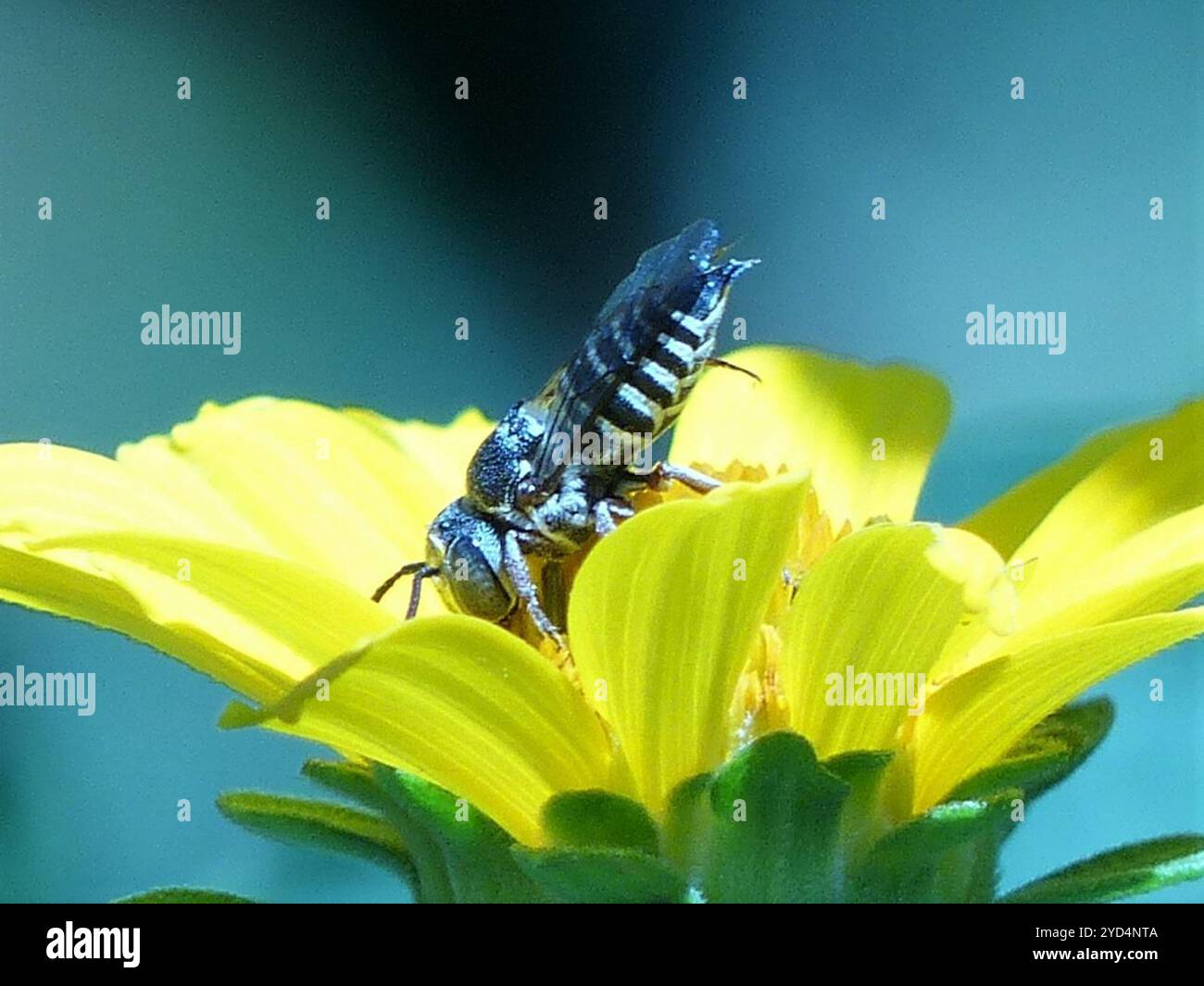 Sharptail Bees (Coelioxys Stock Photo - Alamy