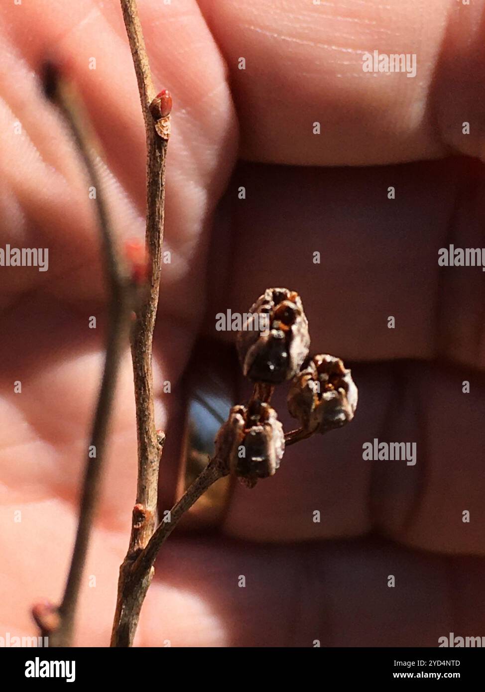staggerbush (Lyonia mariana Stock Photo - Alamy