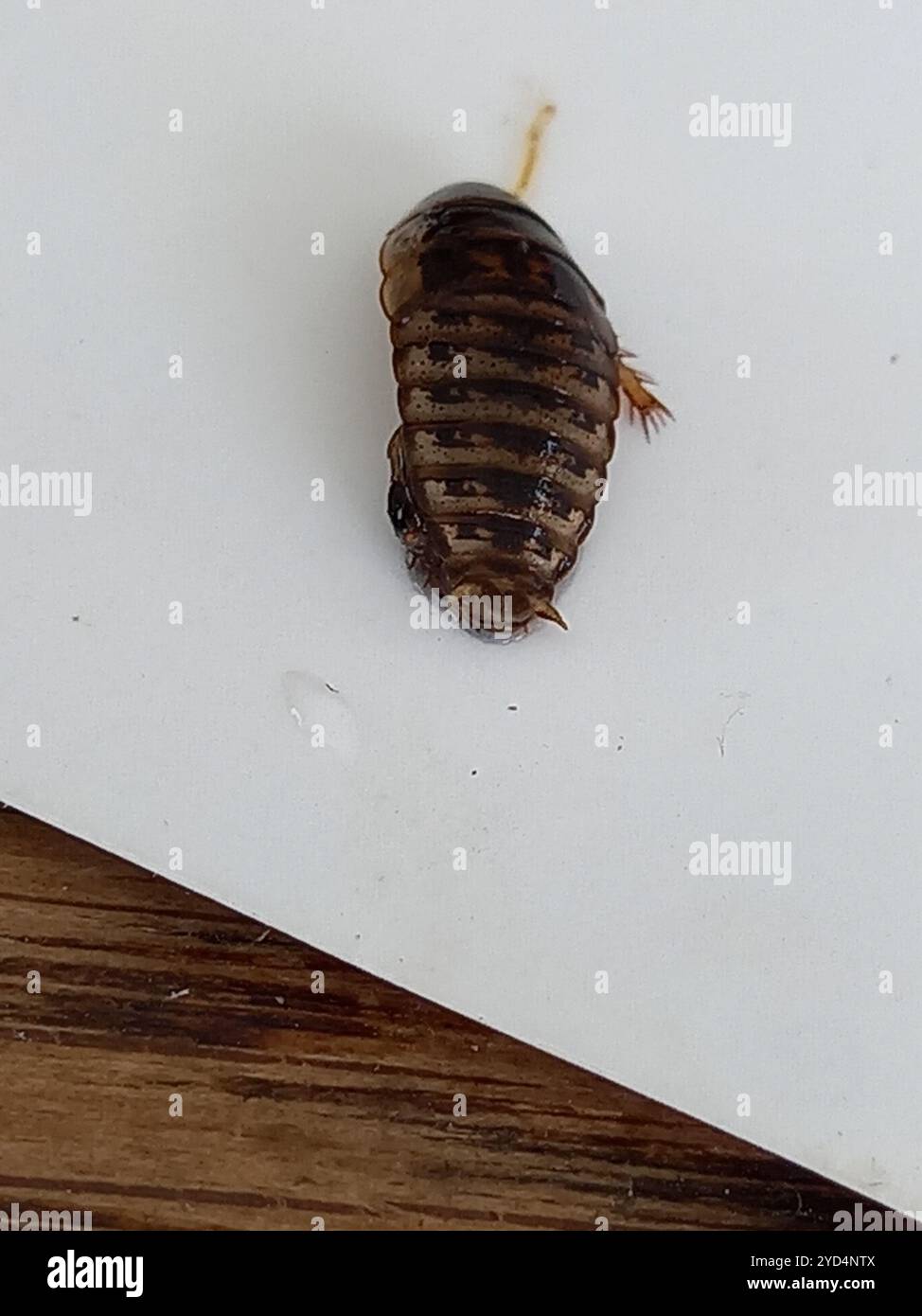 Giant Cockroaches (Blaberidae Stock Photo - Alamy