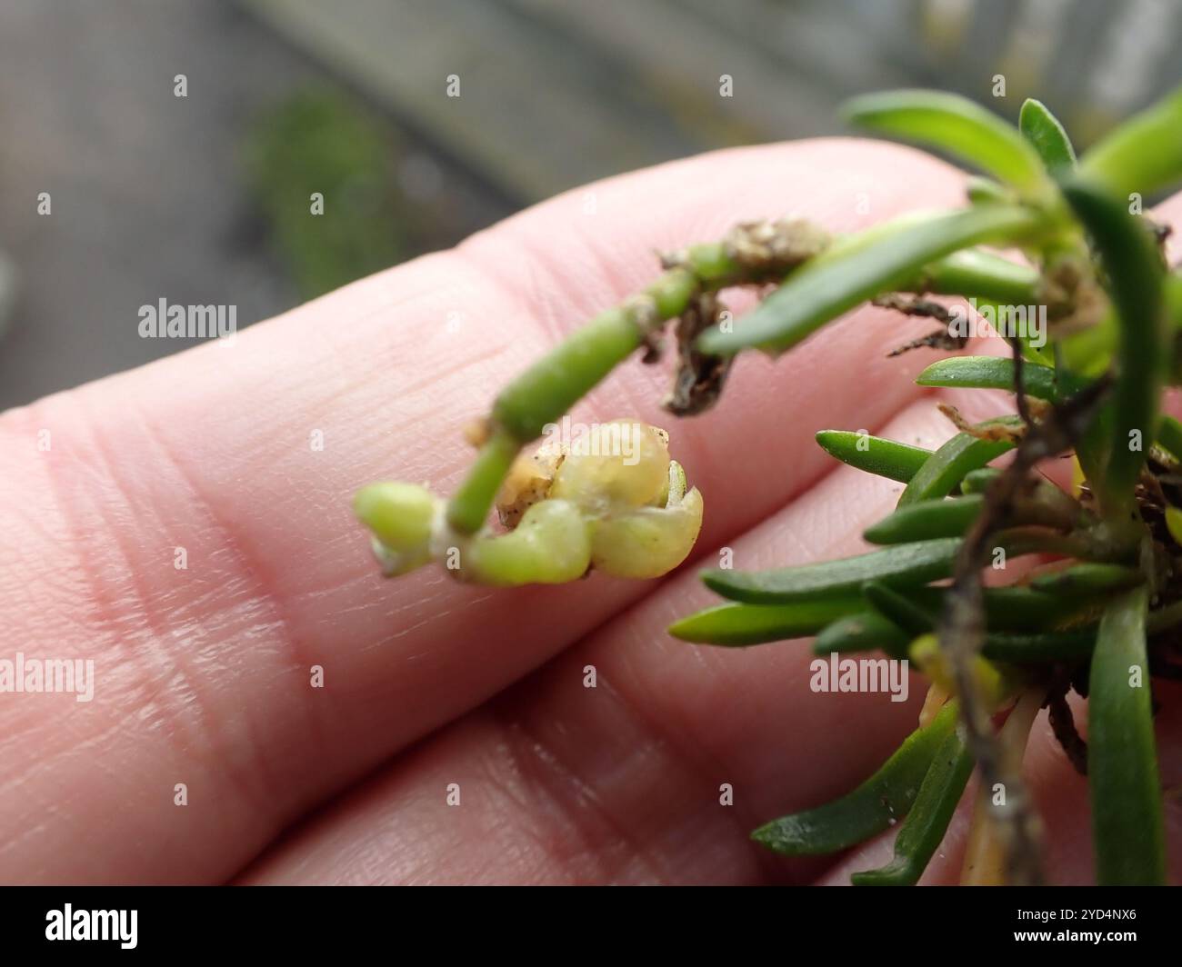 Greater Sea-spurry (Spergularia media Stock Photo - Alamy