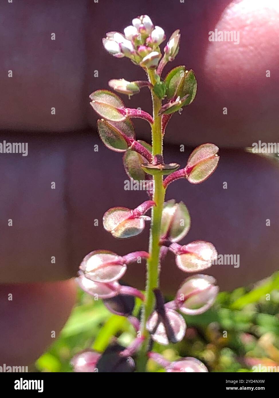 Shining Pepperweed (Lepidium nitidum Stock Photo - Alamy