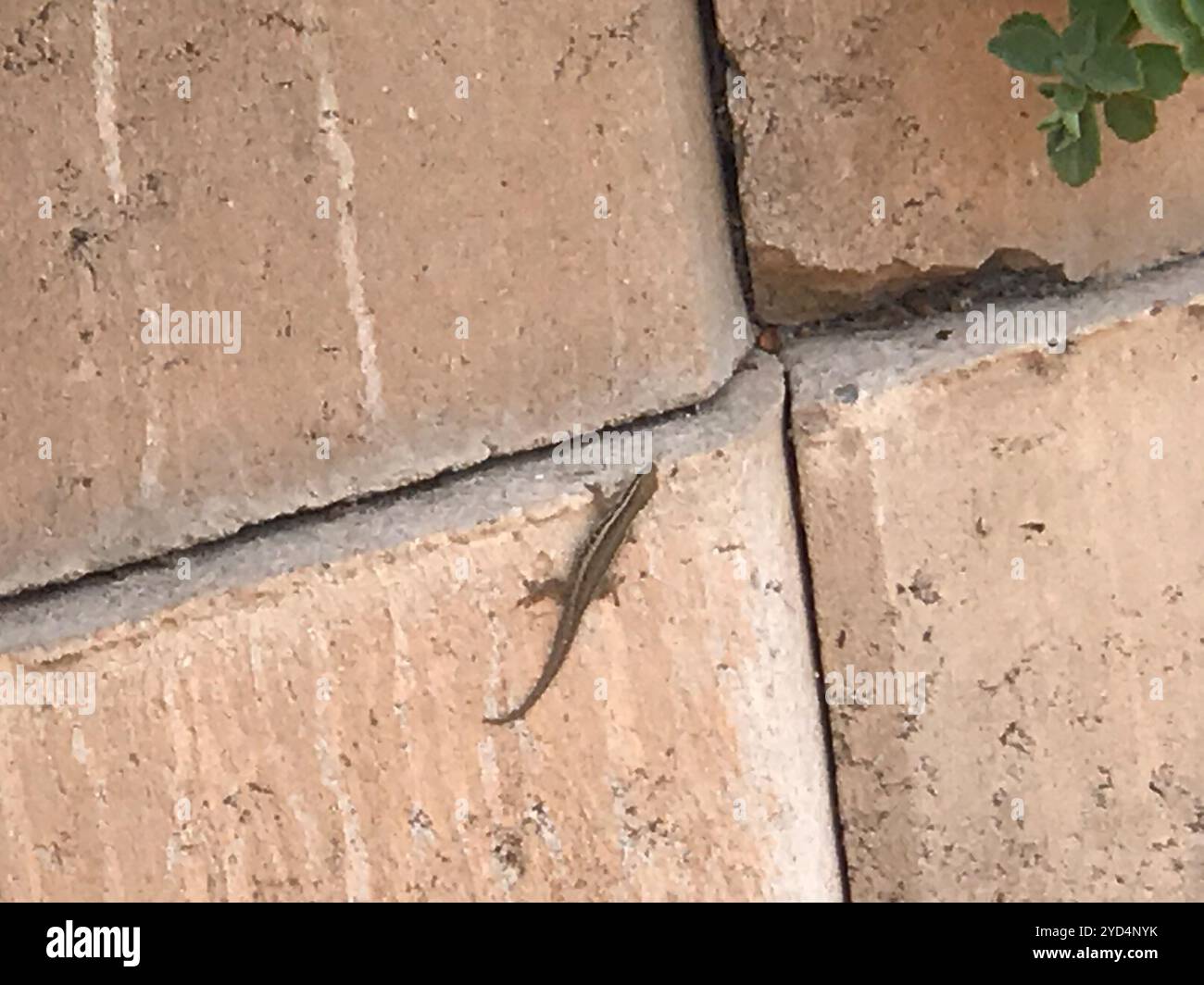 Common Dwarf Gecko (Lygodactylus capensis Stock Photo - Alamy