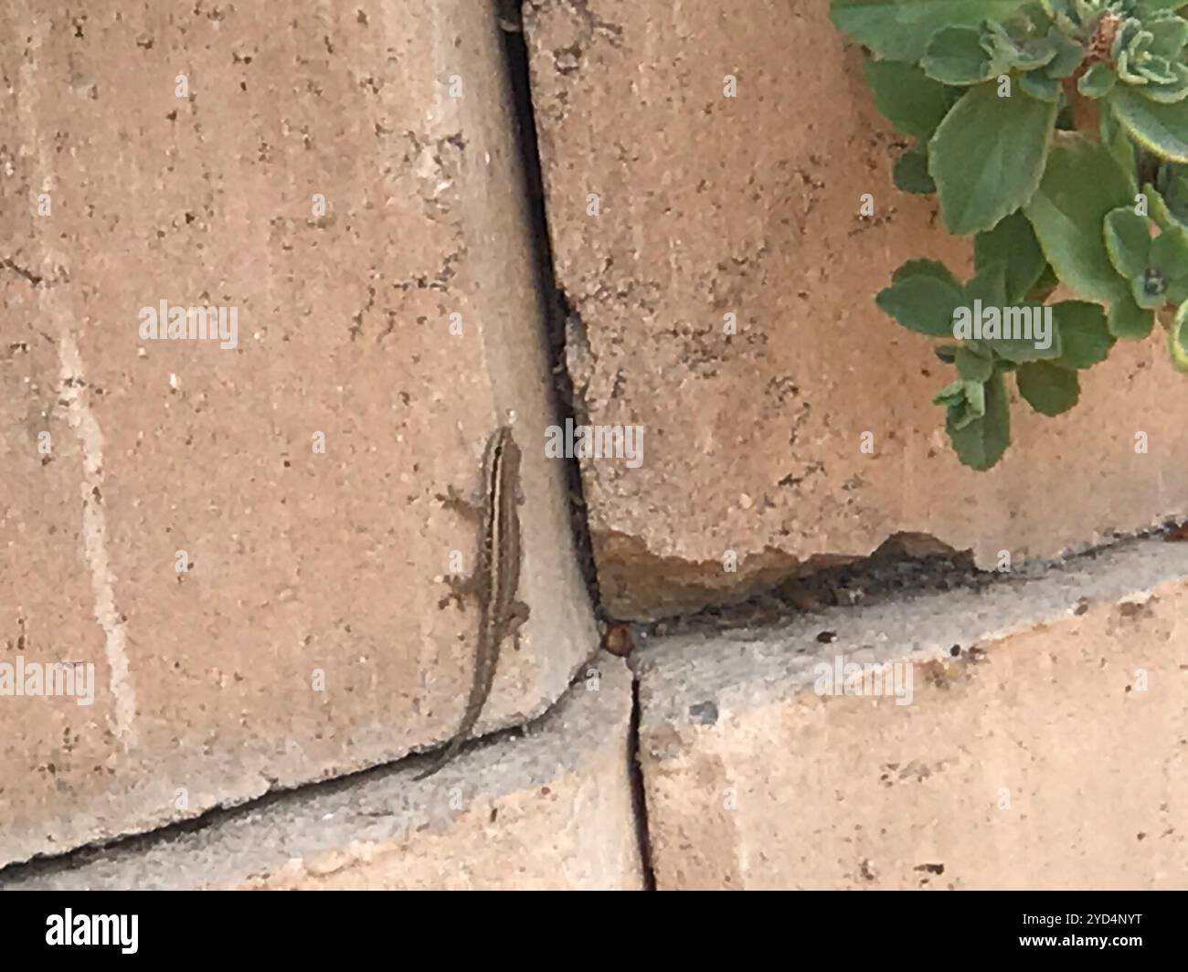 Common Dwarf Gecko (Lygodactylus capensis Stock Photo - Alamy