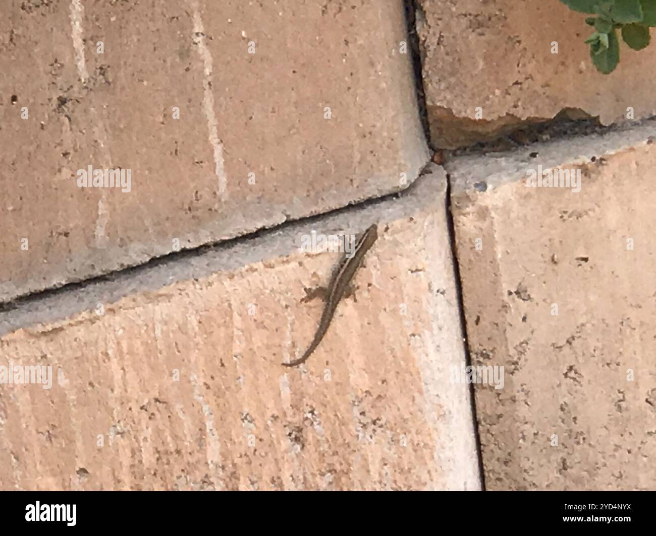 Common Dwarf Gecko (Lygodactylus capensis Stock Photo - Alamy