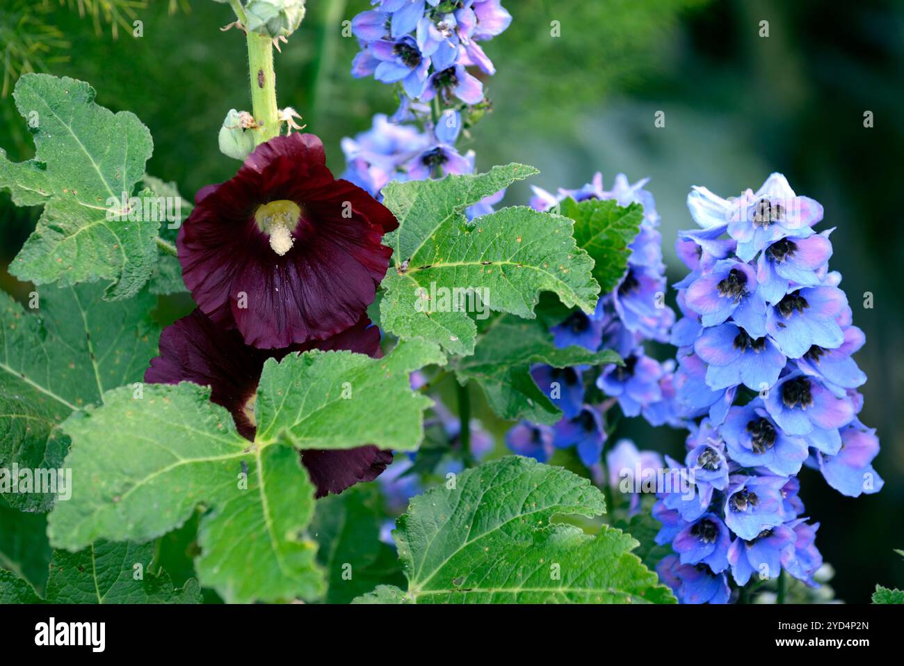 Alcea Nigra,Black hollyhock,blue delphinium,dark flowers,mixed planting ...