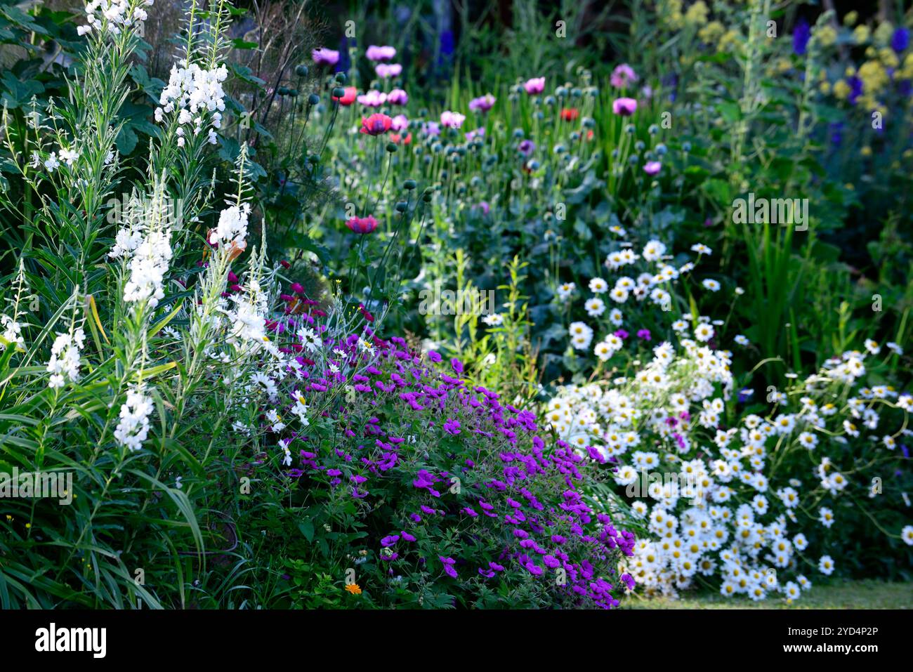 Geranium anne thomson and leucanthemum superbum hi-res stock ...