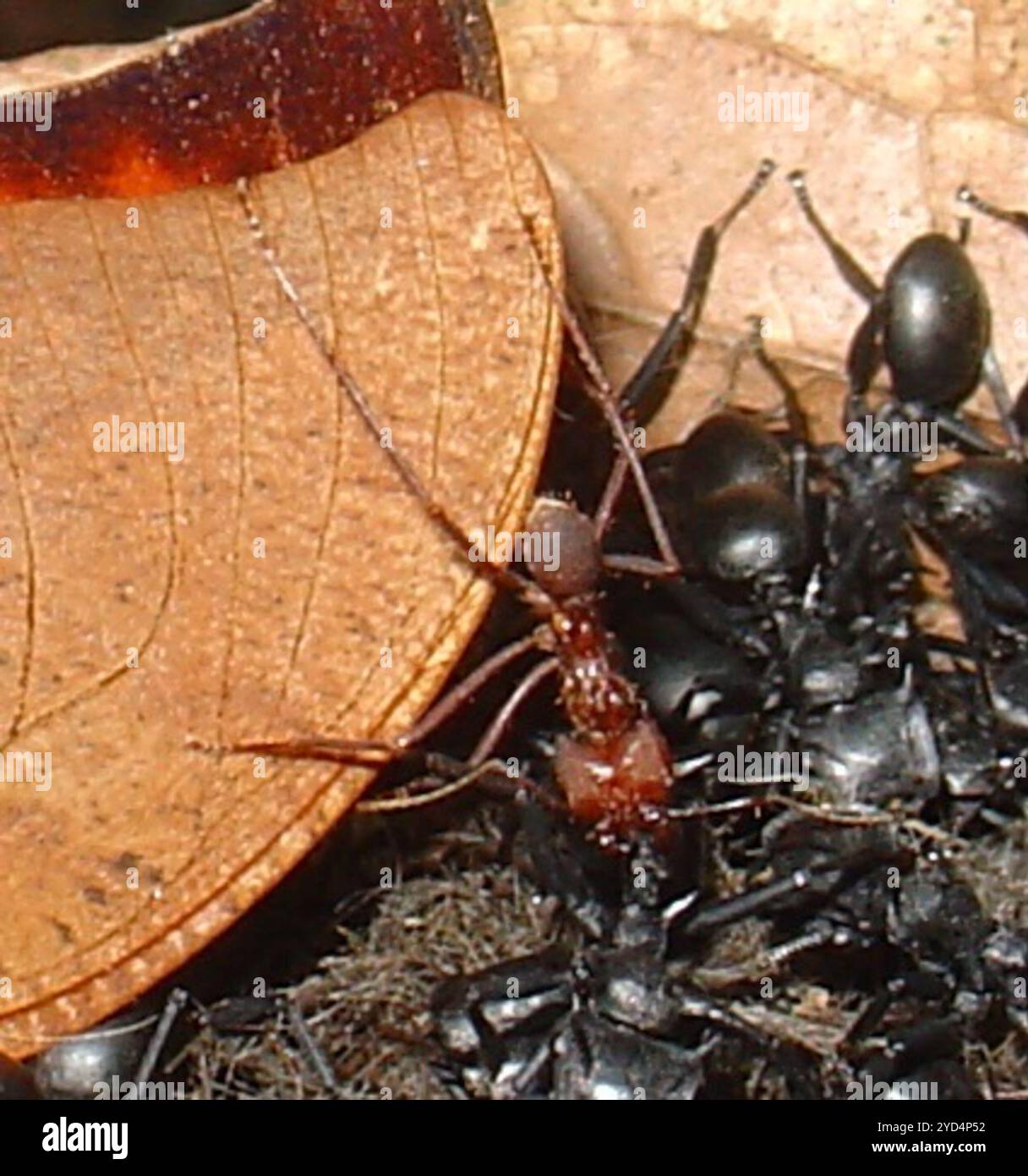 Common Giant Turtle Ant (Cephalotes atratus Stock Photo - Alamy