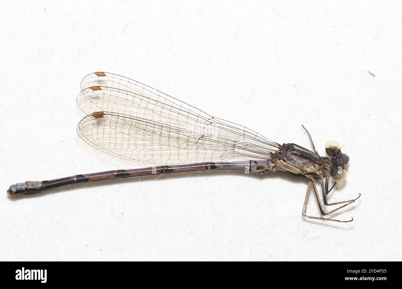 Variable Dancer (Argia fumipennis Stock Photo - Alamy