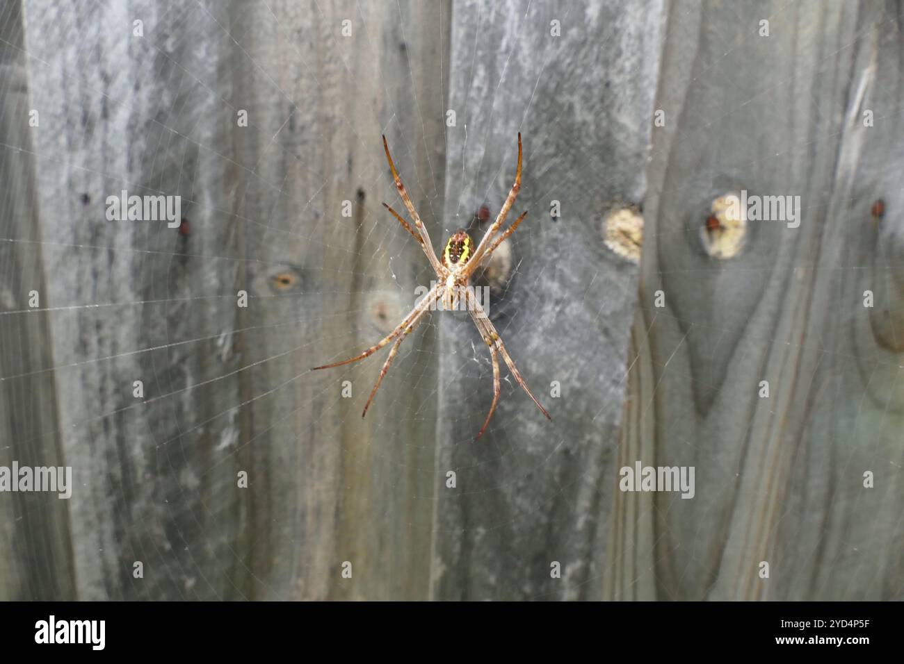 Saint Andrew's Cross Spider (Argiope keyserlingi Stock Photo - Alamy
