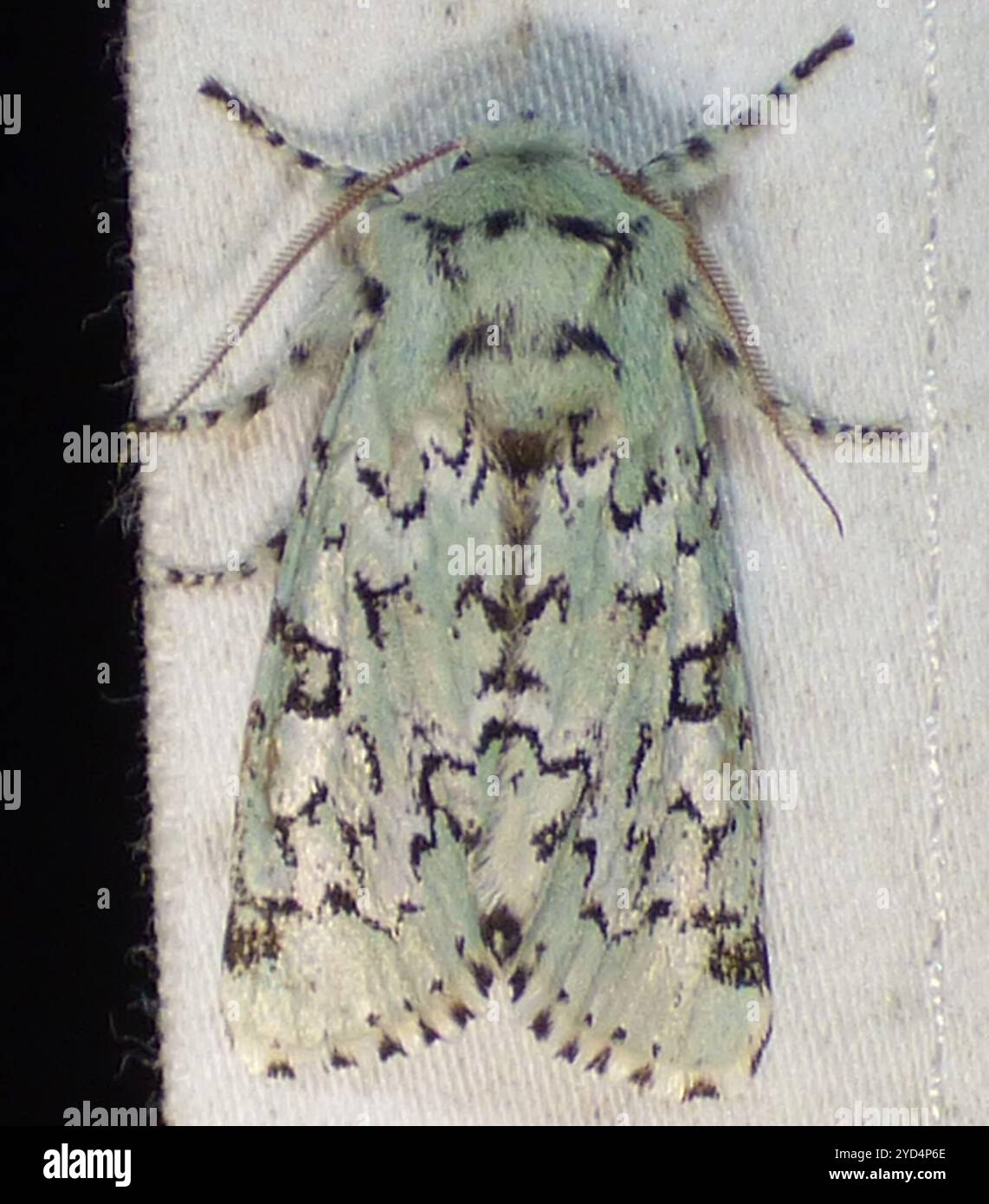 Major Sallow (Feralia major Stock Photo - Alamy