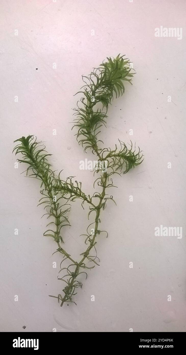 Hydrilla (Hydrilla verticillata Stock Photo - Alamy