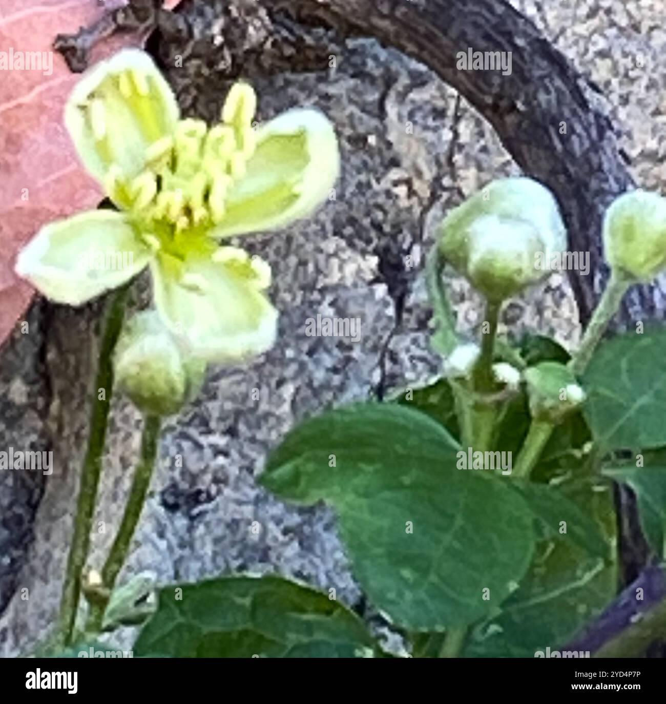 Pipestem Clematis (Clematis lasiantha Stock Photo - Alamy
