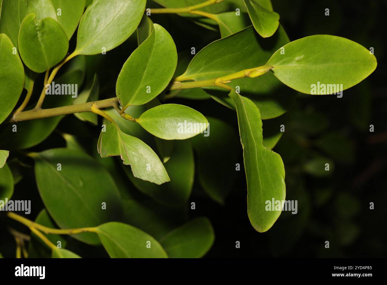 New Zealand Broadleaf (Griselinia littoralis Stock Photo - Alamy