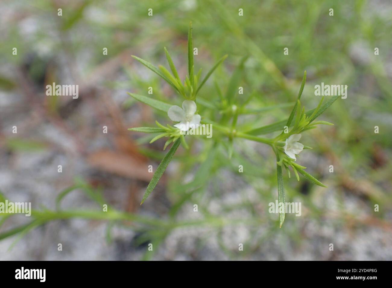 Rust Weed (Polypremum procumbens Stock Photo - Alamy
