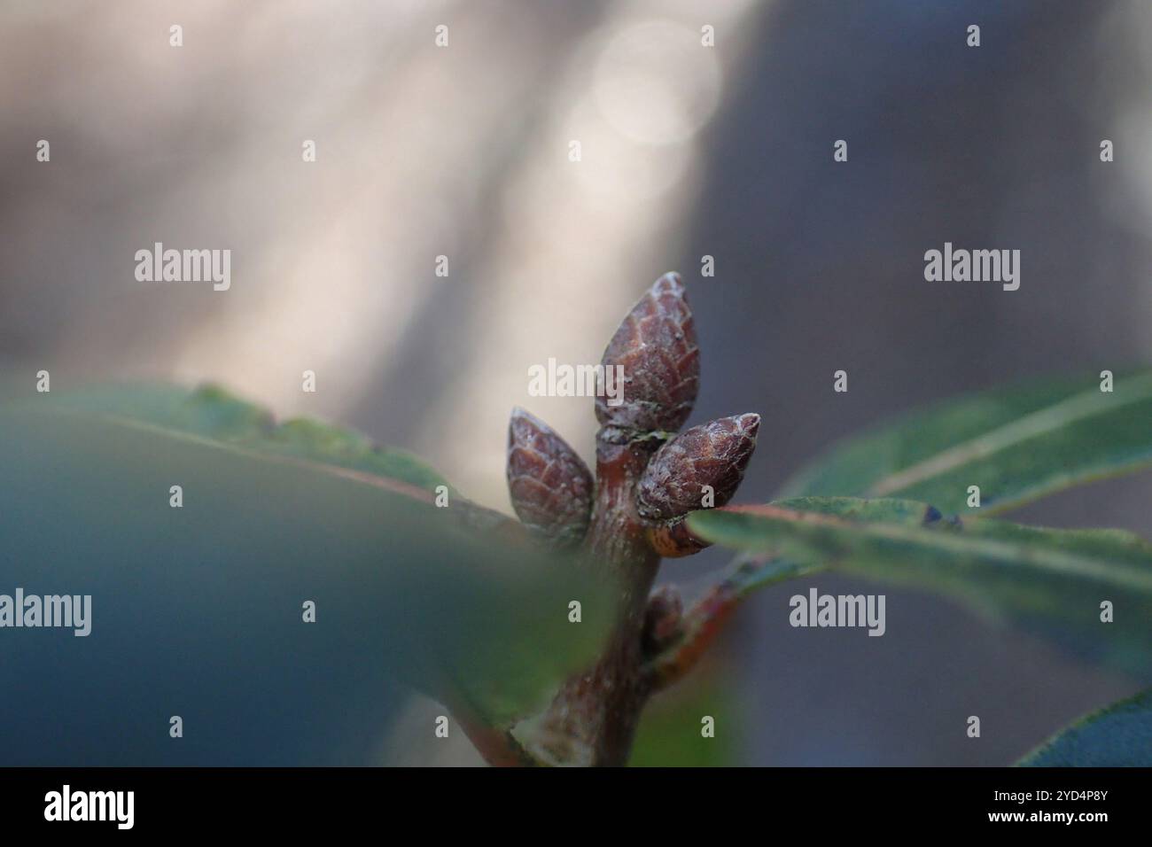 Darlington Oak (Quercus hemisphaerica Stock Photo - Alamy