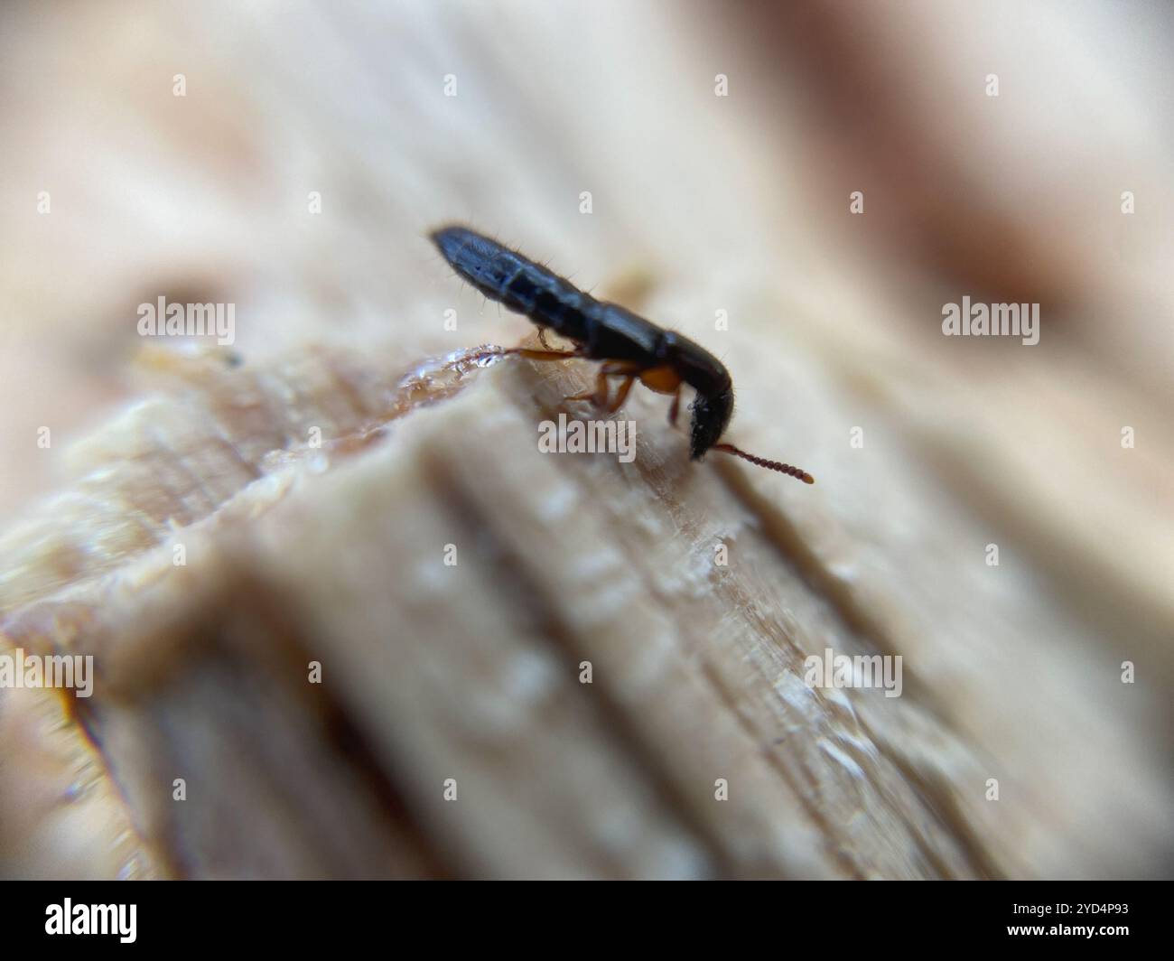 Rove Beetles (Staphylinidae Stock Photo - Alamy