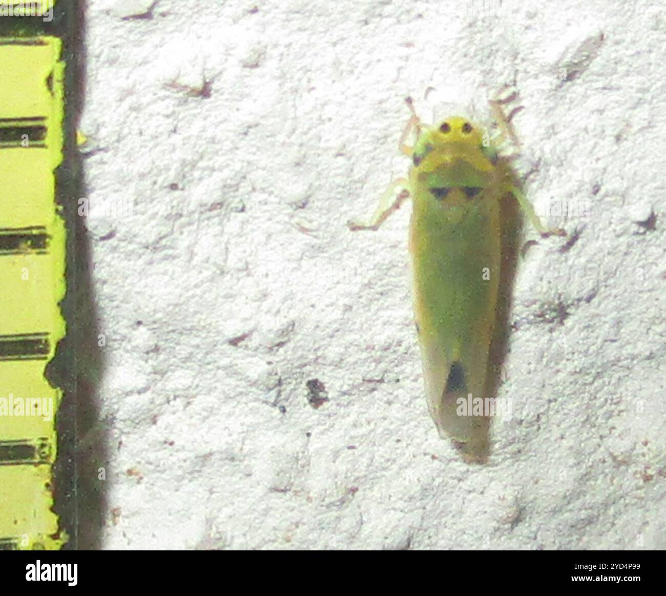 Typical Leafhoppers (Cicadellidae Stock Photo - Alamy