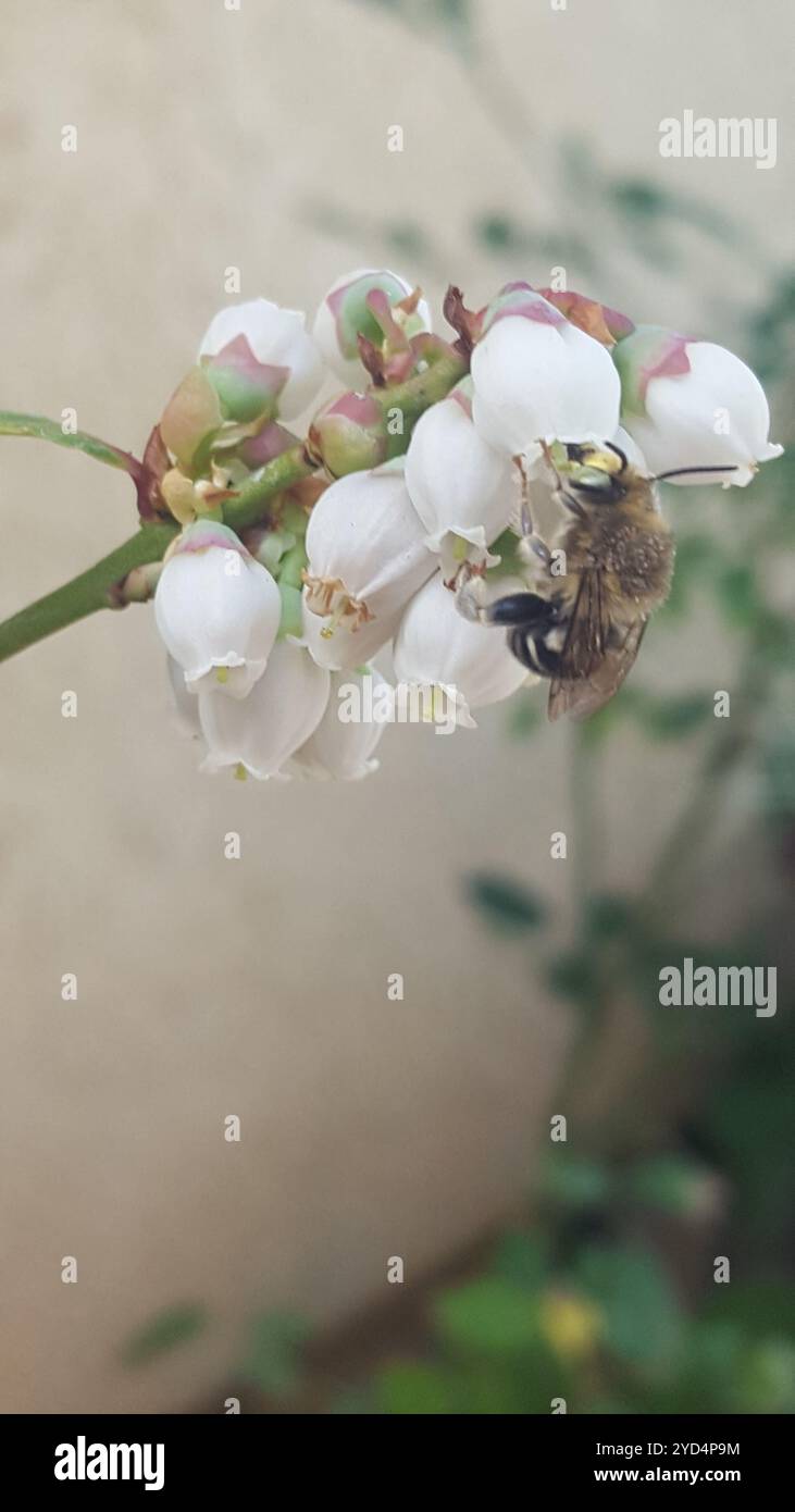 California Digger Bee (Anthophora californica Stock Photo - Alamy