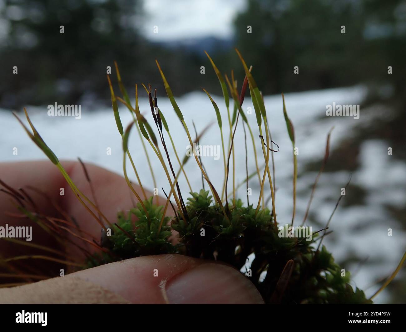 Brown Screw-moss (Syntrichia princeps Stock Photo - Alamy
