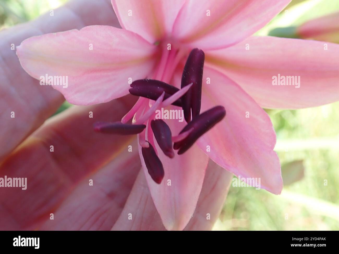 Giant Candelabra (Brunsvigia grandiflora Stock Photo - Alamy