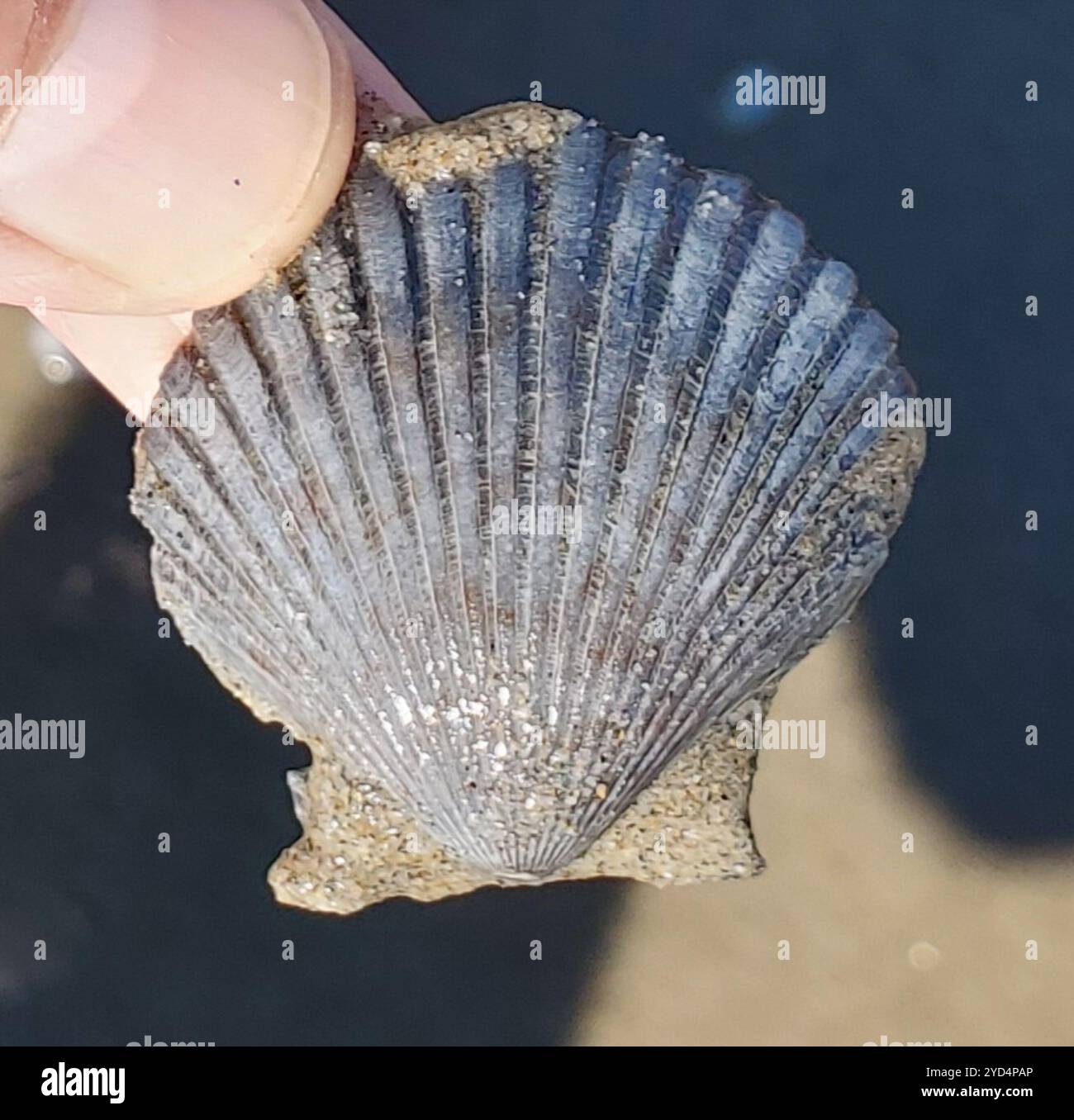 Pacific Calico Scallop (Argopecten ventricosus Stock Photo - Alamy