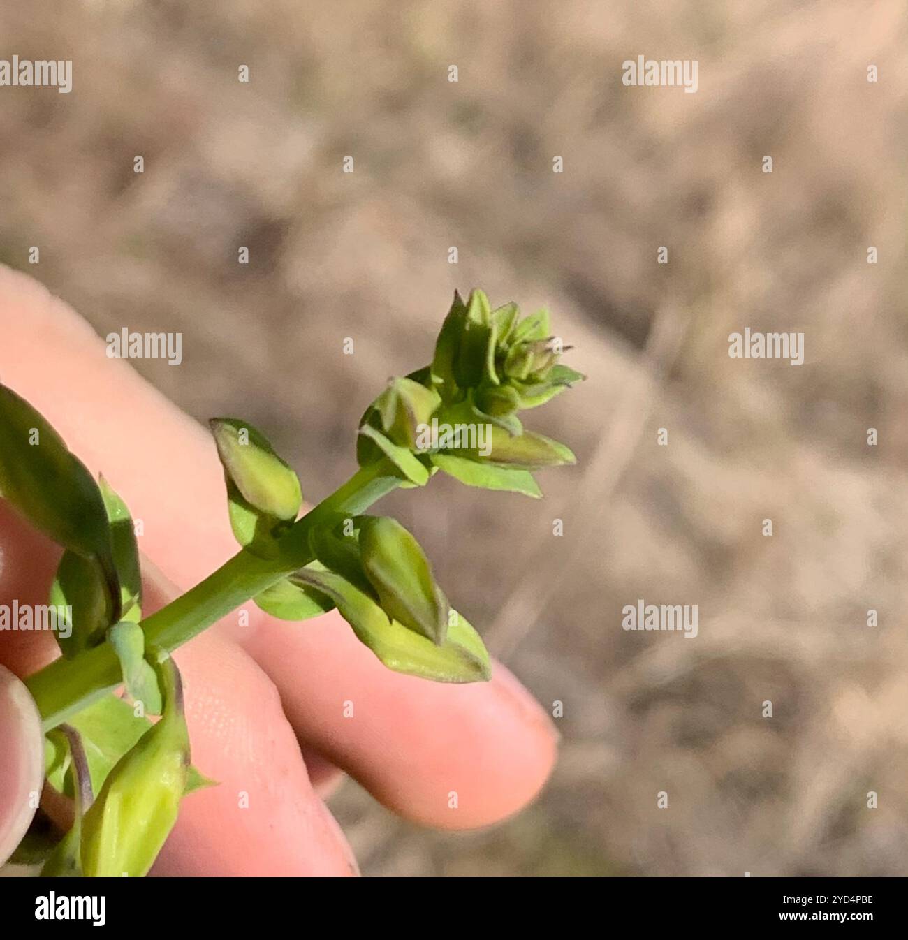 Showy Rattlebox (Crotalaria spectabilis Stock Photo - Alamy