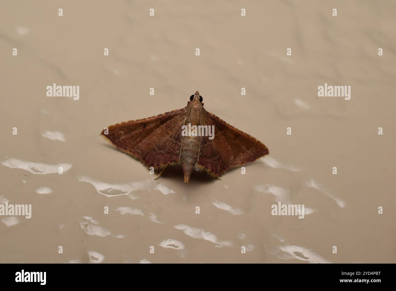 Endotricha hi-res stock photography and images - Alamy