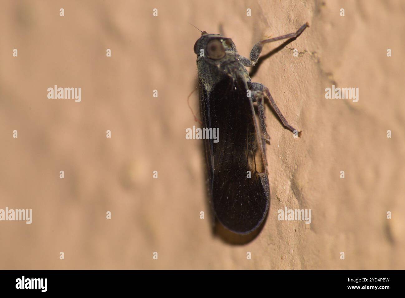 Melanoliarus hi-res stock photography and images - Alamy