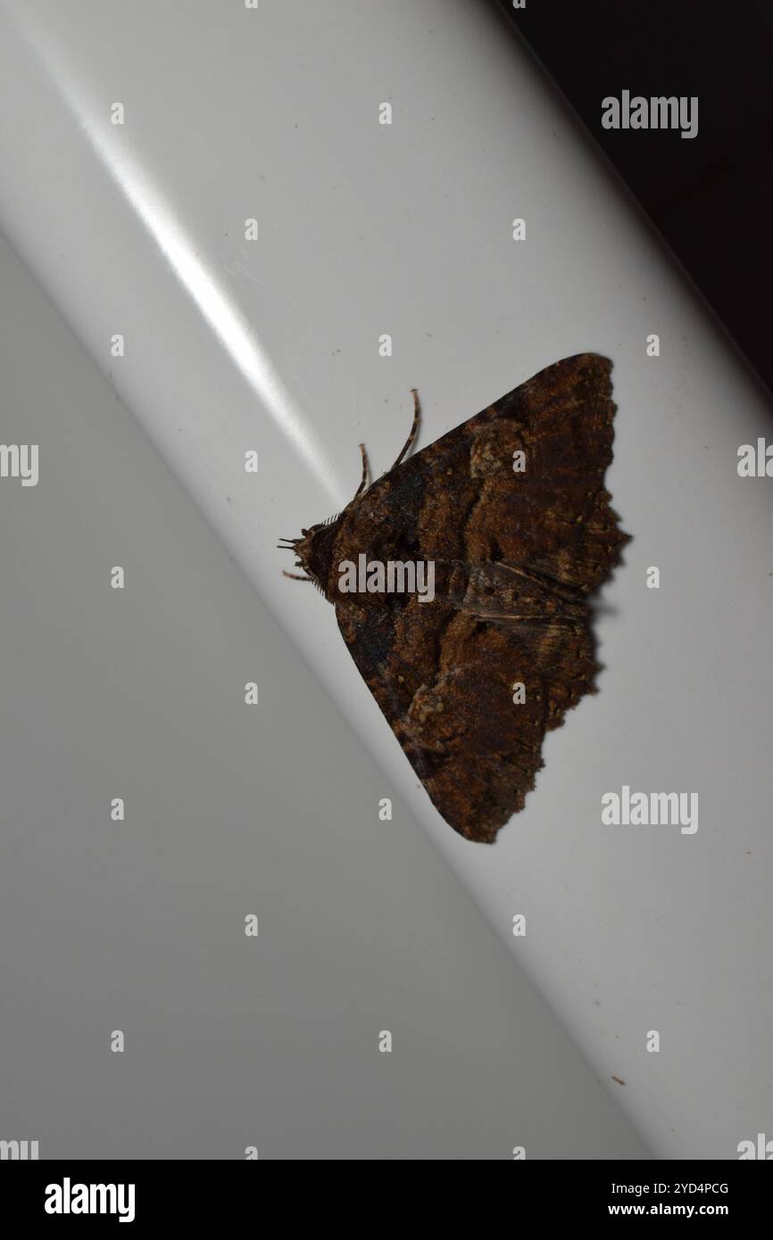 Daddala lucilla hi-res stock photography and images - Alamy