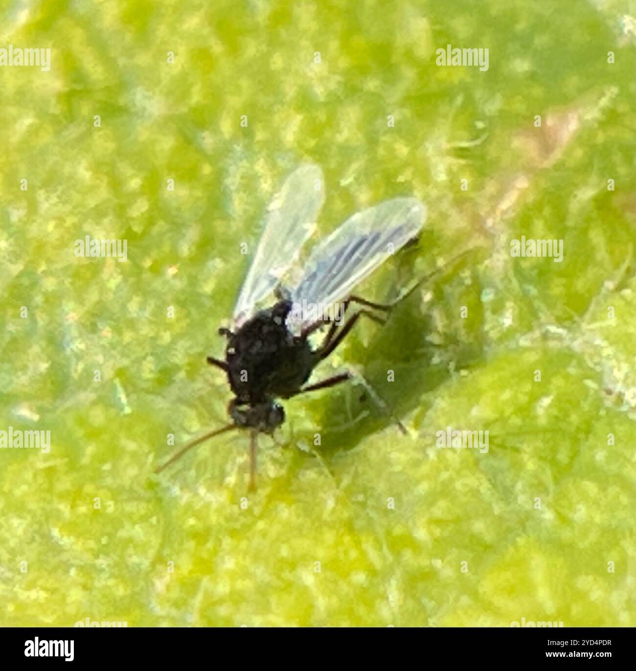 Non-biting Midges (Chironomidae Stock Photo - Alamy