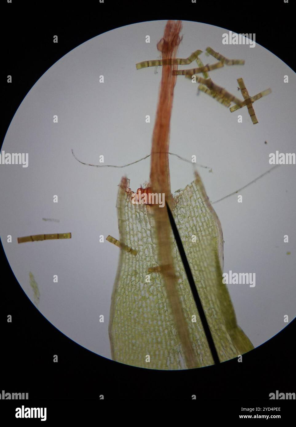 Long-leaved Thread Moss (Ptychostomum pseudotriquetrum Stock Photo - Alamy