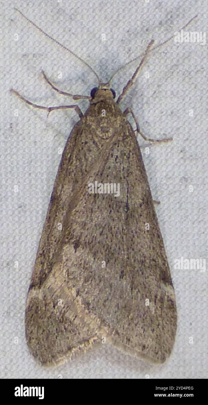 Fall Cankerworm Moth (Alsophila pometaria Stock Photo - Alamy