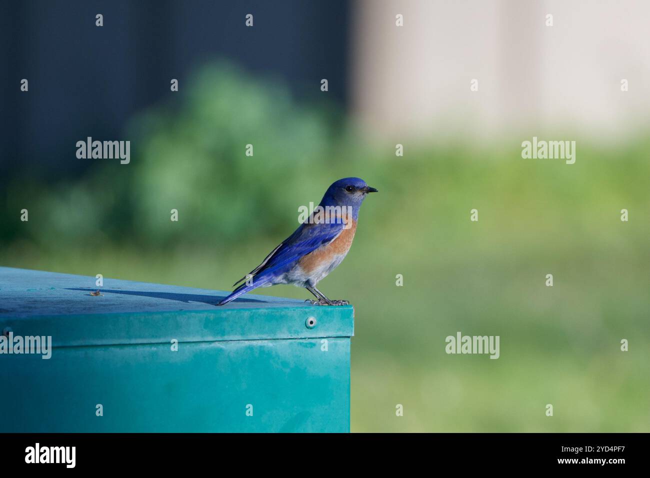 Western Bluebird (Sialia mexicana Stock Photo - Alamy