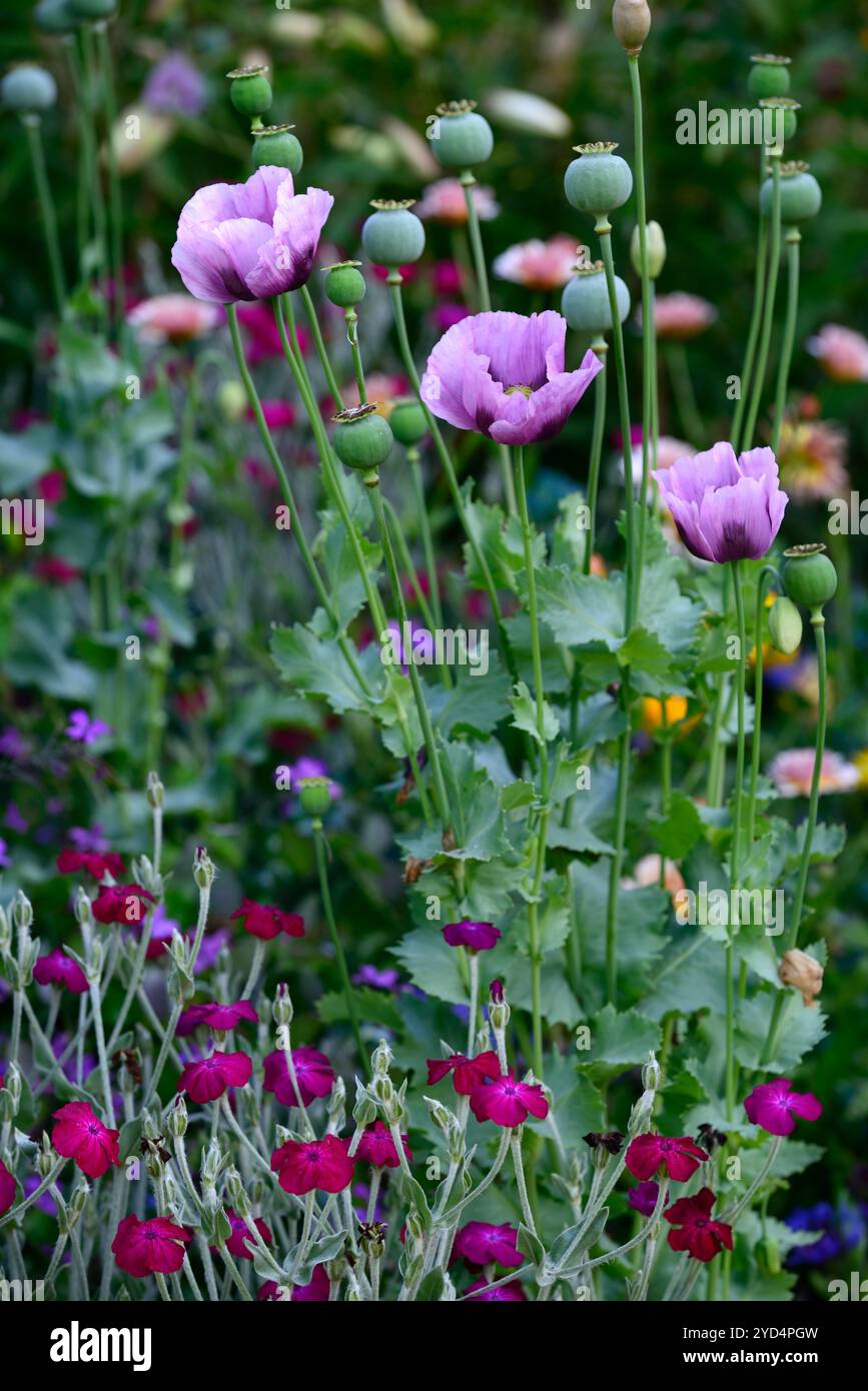 plum opium poppy flower, poppies,poppy seedhead,poppy seedheads,Papaver ...