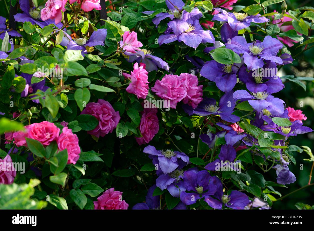 Clematis The President,pink rose,clematis and rose,clematis and rose ...