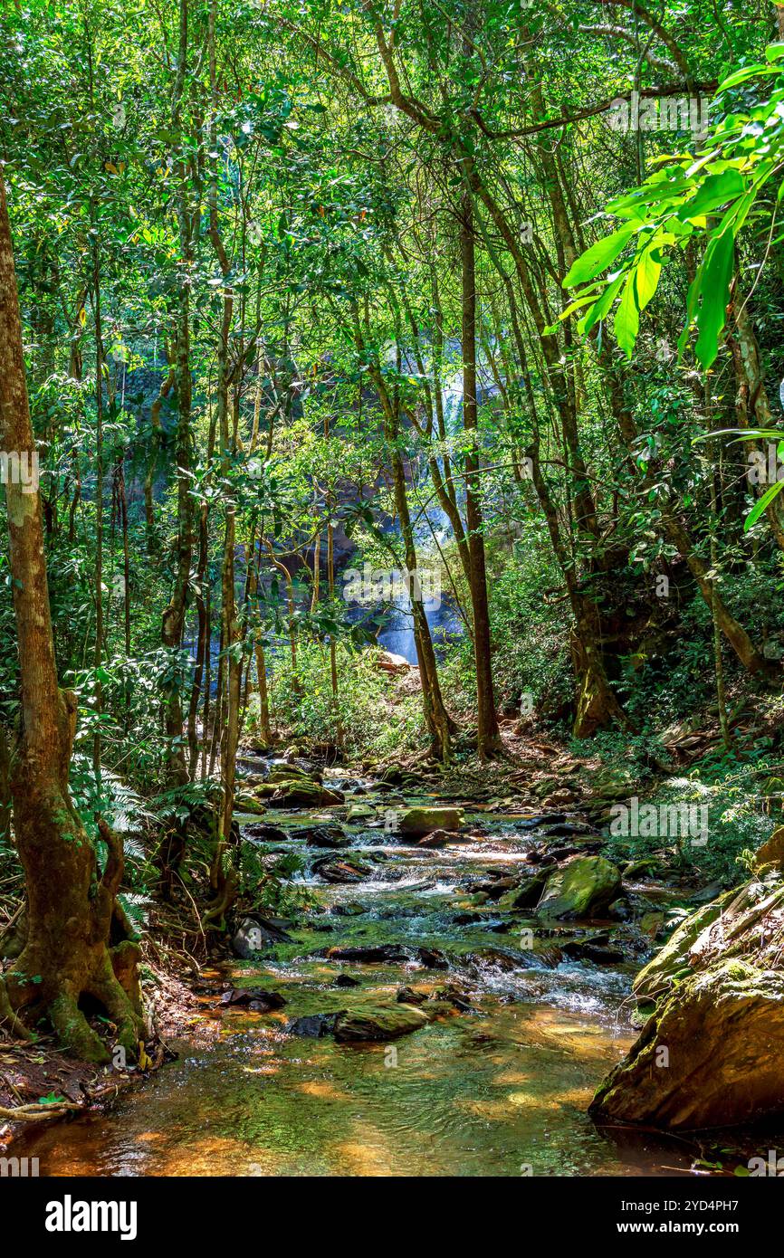 Rainforest wallpaper hi-res stock photography and images - Alamy