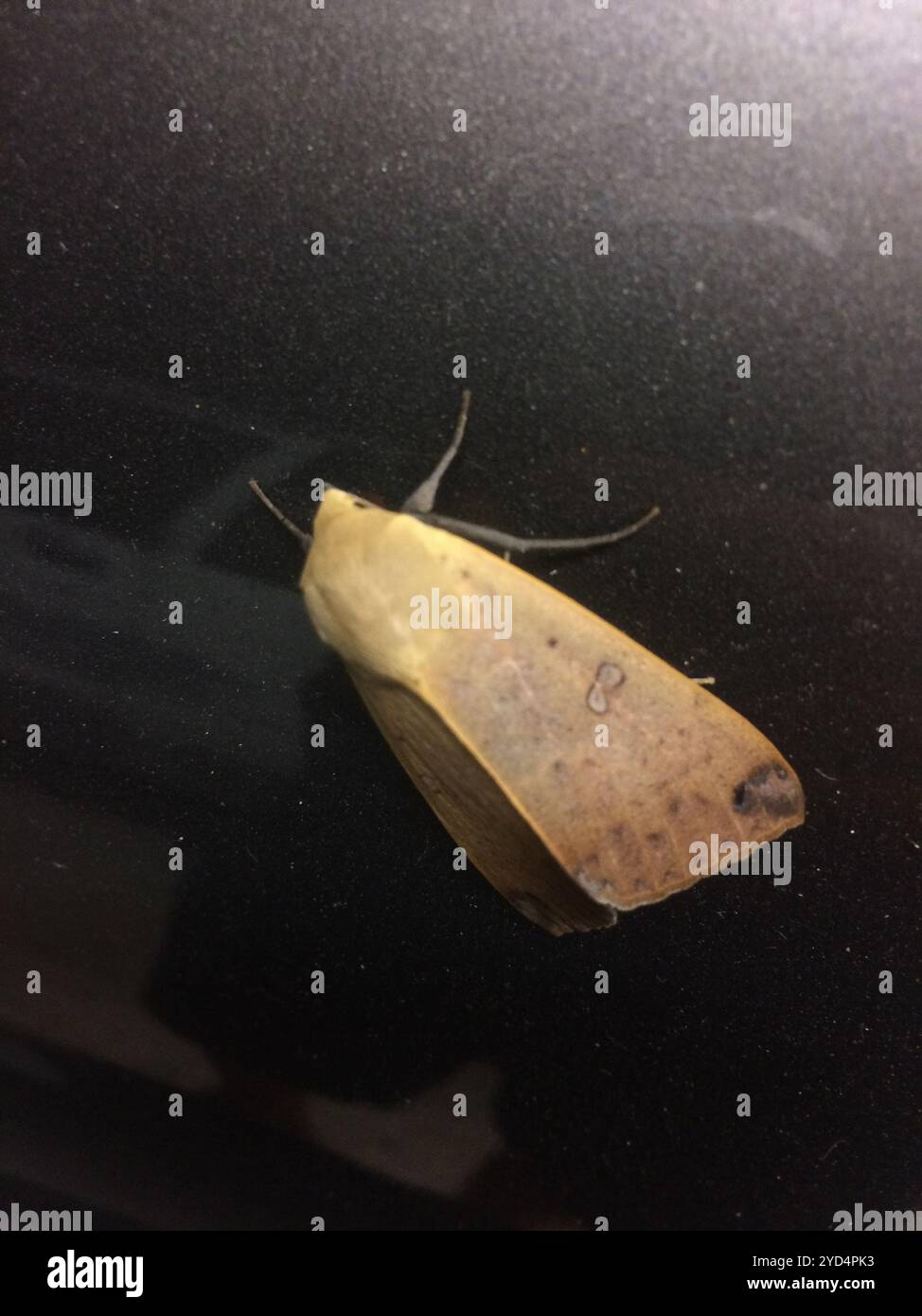 Guava Moth (Ophiusa disjungens Stock Photo - Alamy