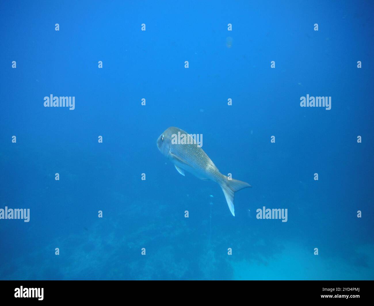 Snapper (Chrysophrys auratus Stock Photo - Alamy