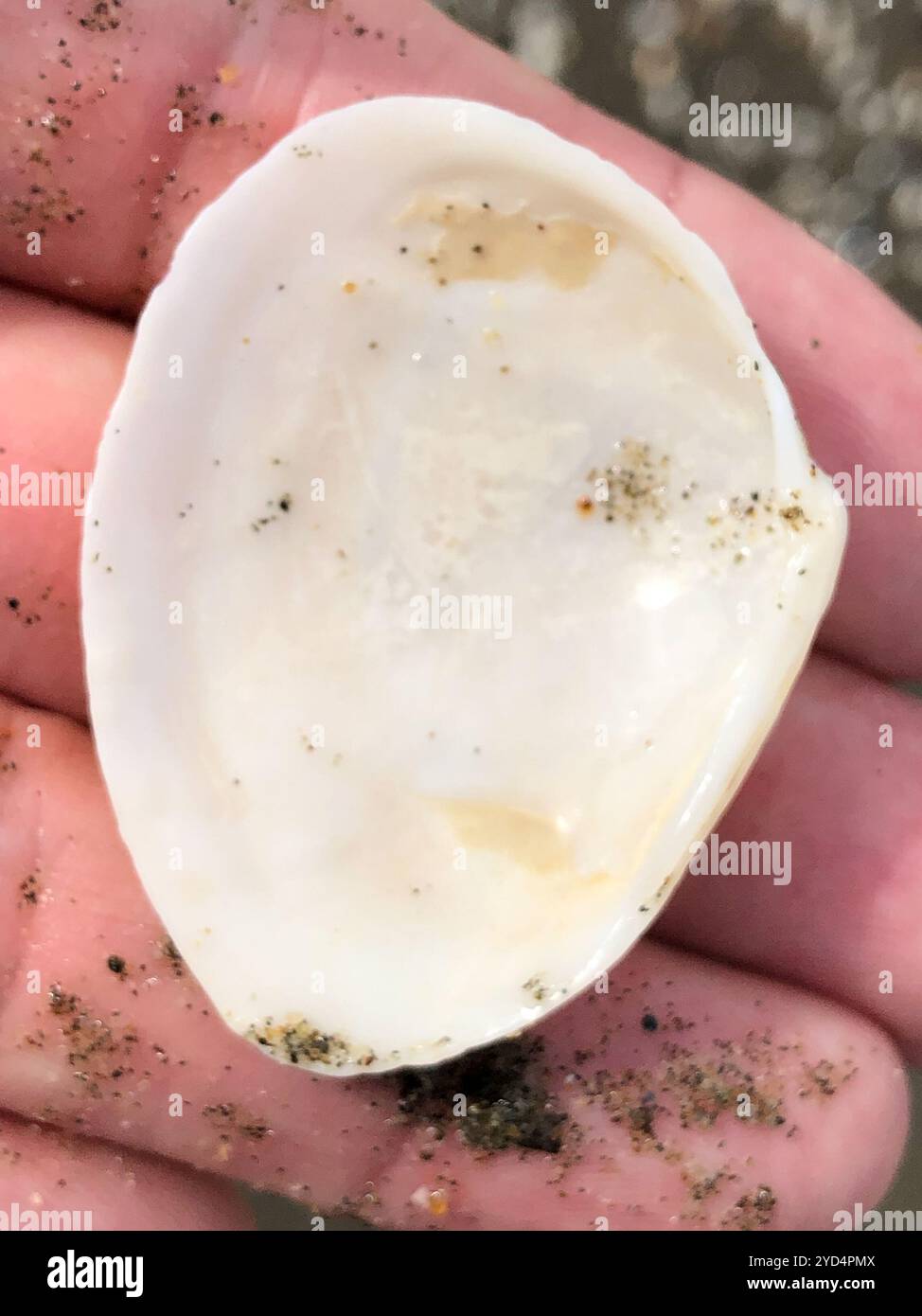 Bent-nosed Clam (Macoma nasuta Stock Photo - Alamy