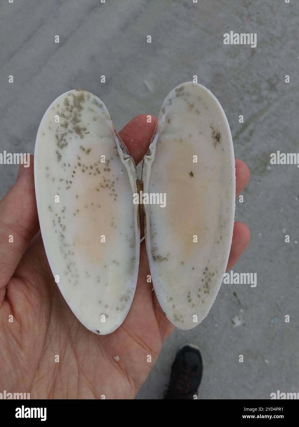 Sunray Venus Clam (Macrocallista nimbosa Stock Photo - Alamy