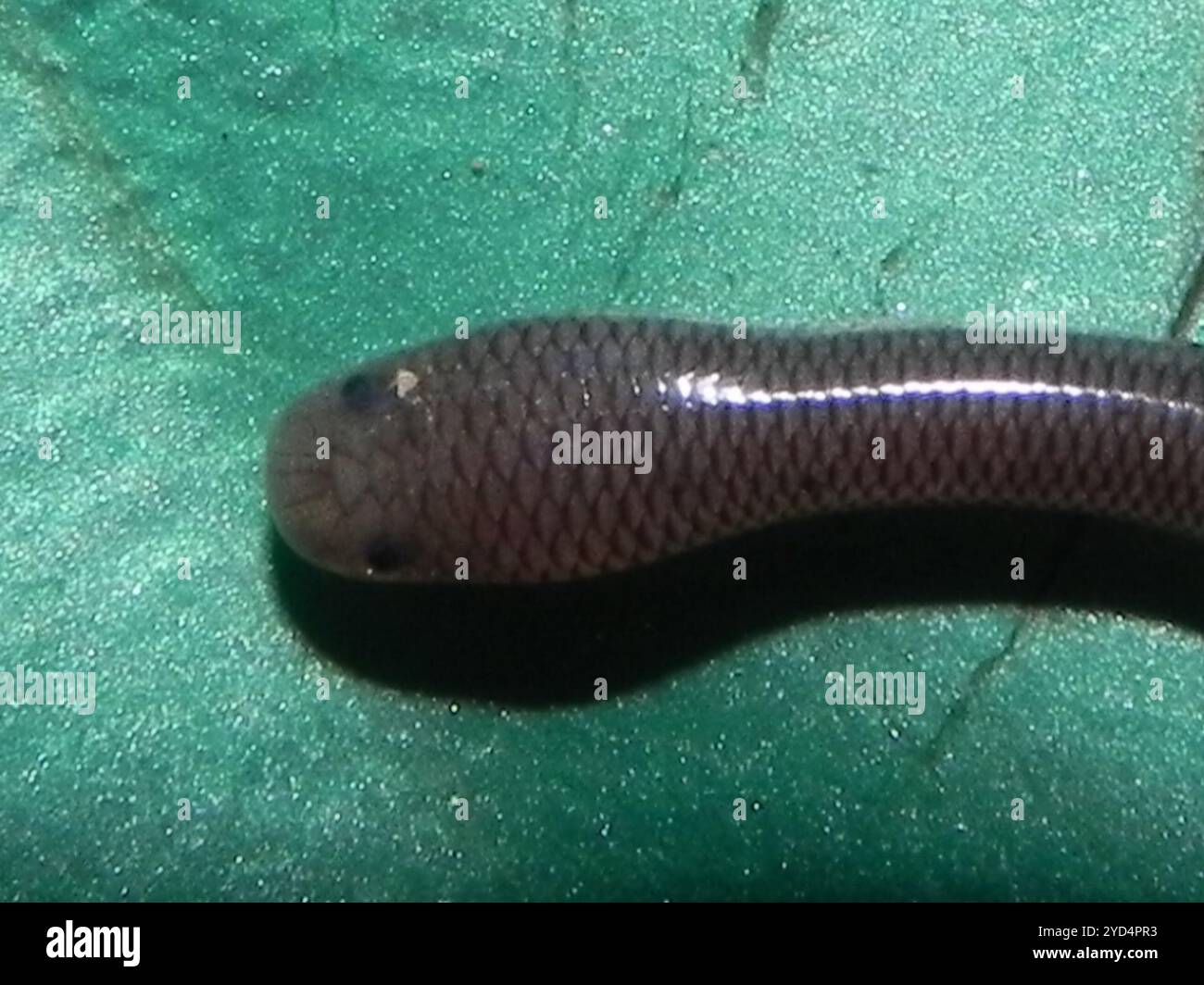Brahminy Blindsnake (Indotyphlops braminus Stock Photo - Alamy