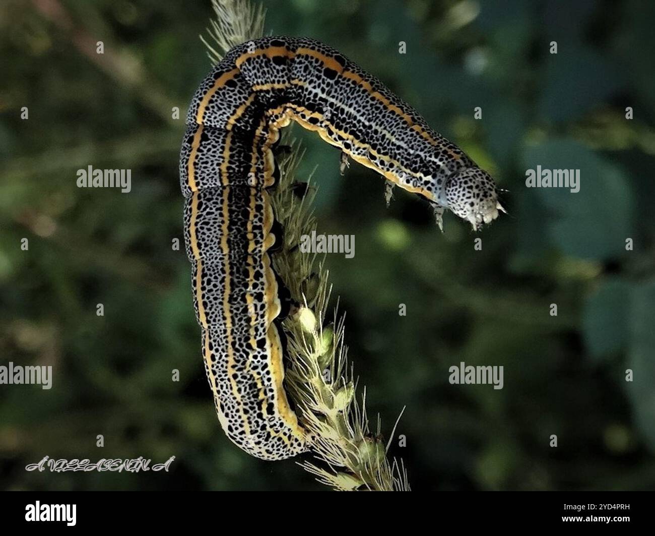 The Sorcerer (Aedia leucomelas Stock Photo - Alamy