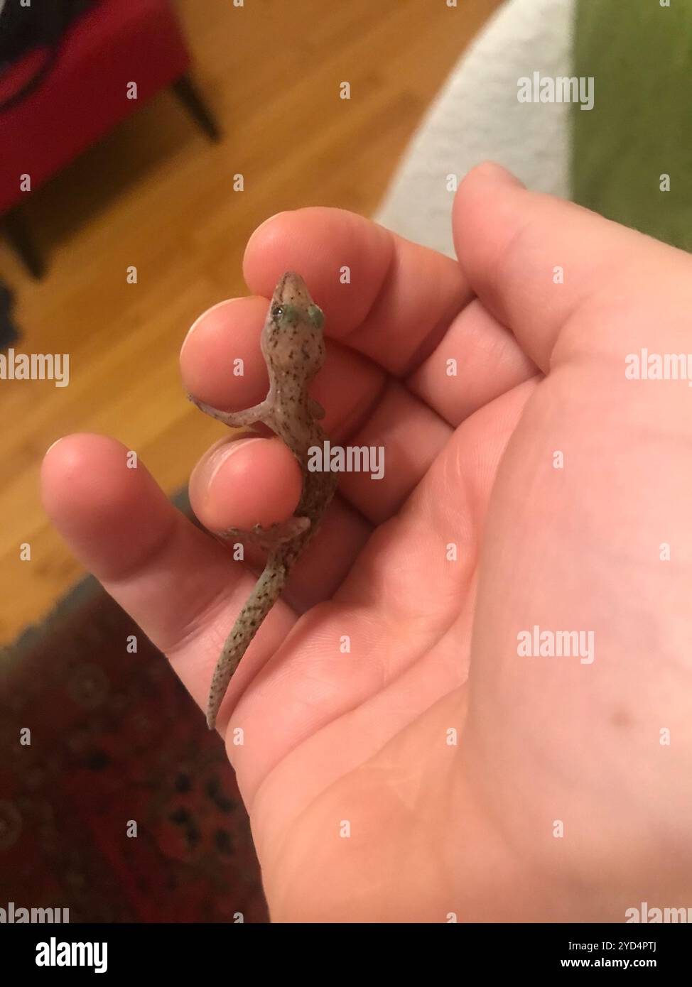 Marbled Leaf-toed Gecko (Afrogecko porphyreus Stock Photo - Alamy
