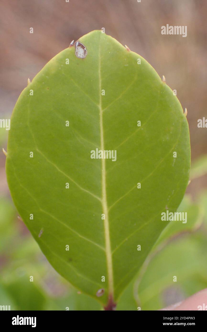 Large Gallberry (Ilex coriacea Stock Photo - Alamy