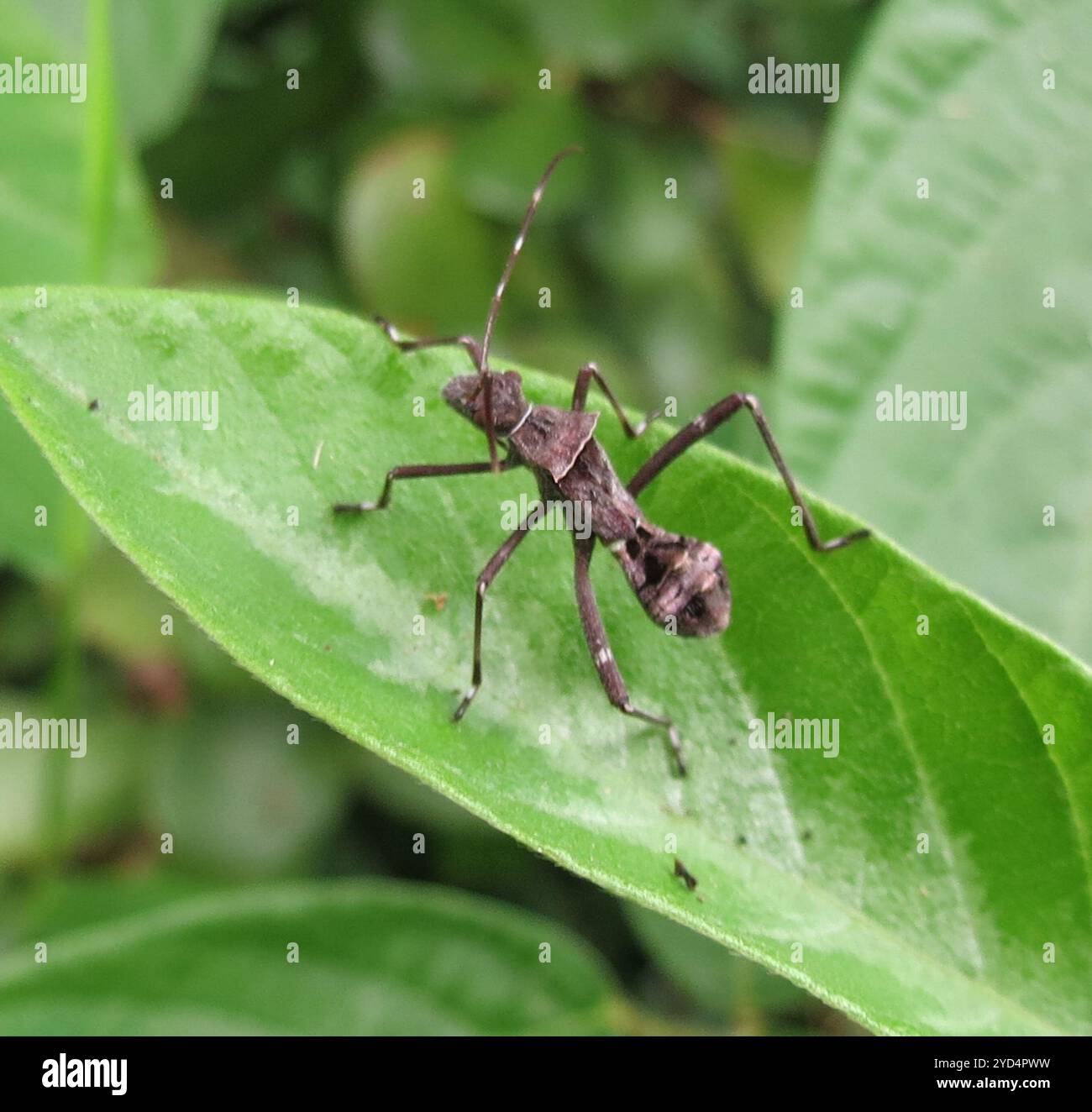 Riptortus hi-res stock photography and images - Alamy