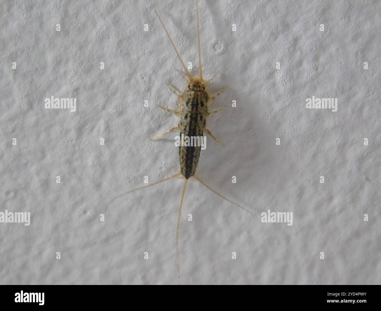 Four-lined Silverfish (Ctenolepisma lineatum Stock Photo - Alamy